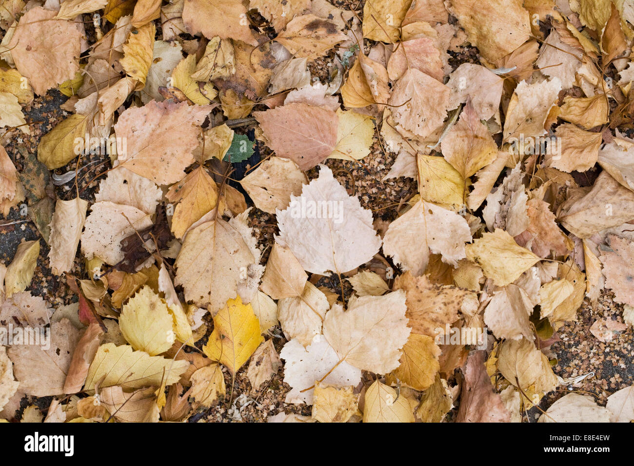 Crunchy Autumn leaves Stock Photo - Alamy