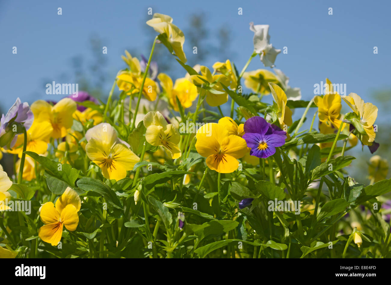Blue violas flowers hi-res stock photography and images - Alamy
