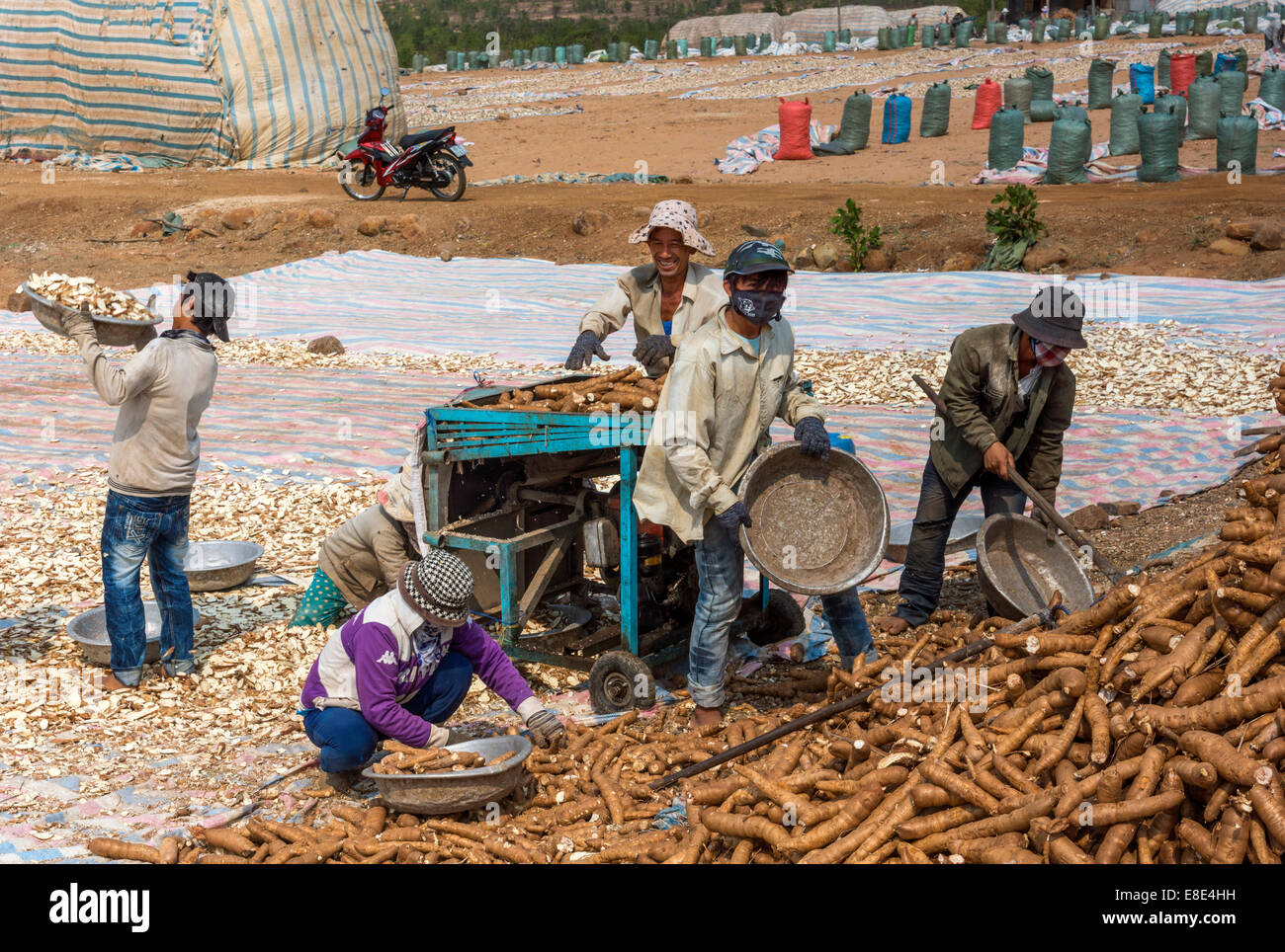 Tapioca root hi-res stock photography and images - Alamy