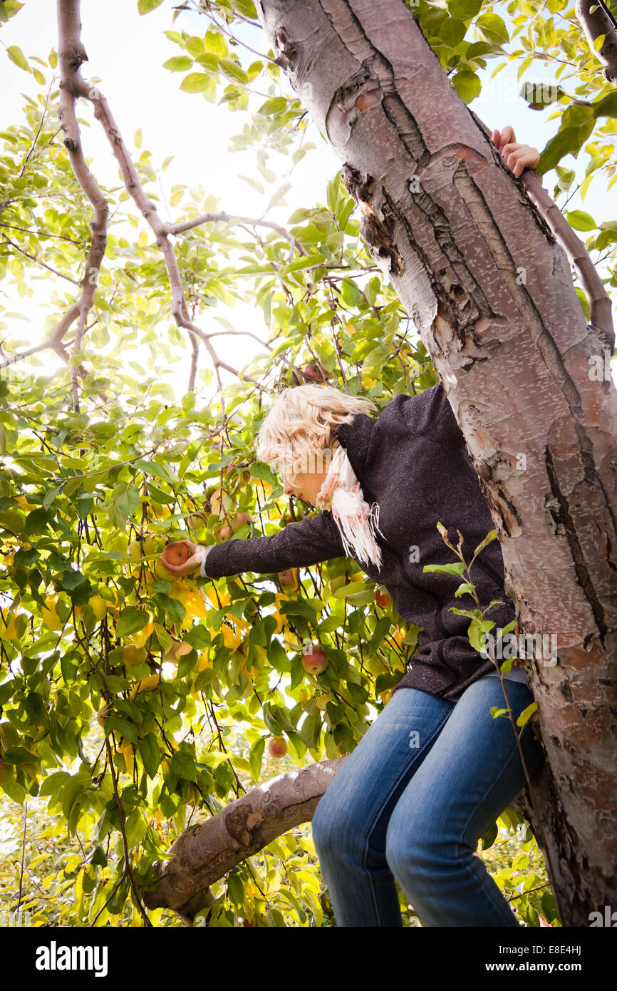 People reaching fruit on tree hi-res stock photography and images - Alamy