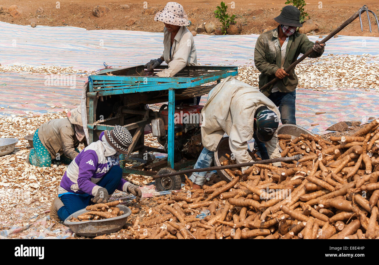 Tapioca root hi-res stock photography and images - Alamy