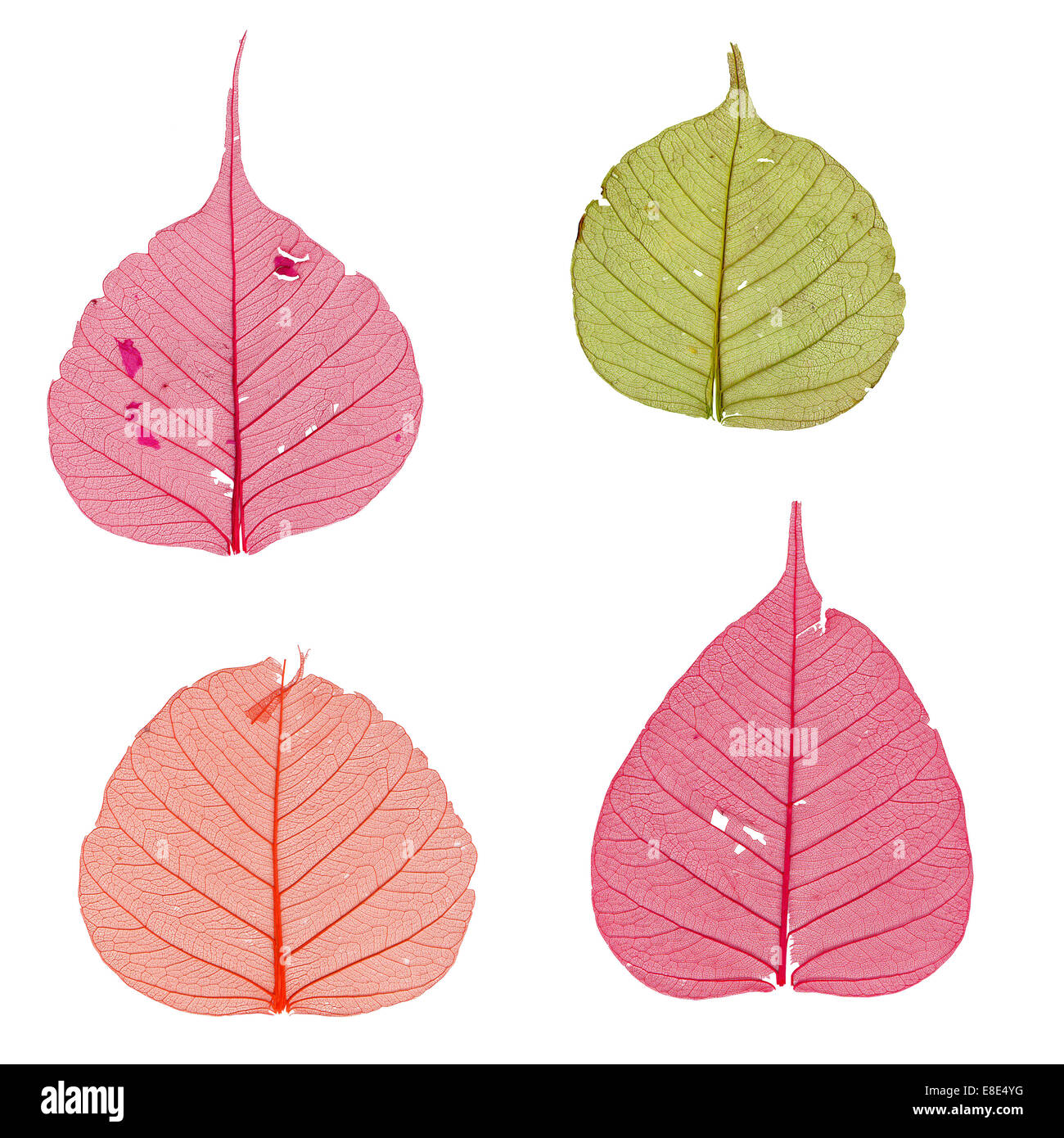 Dried skeleton leaves isolated on white background Stock Photo - Alamy