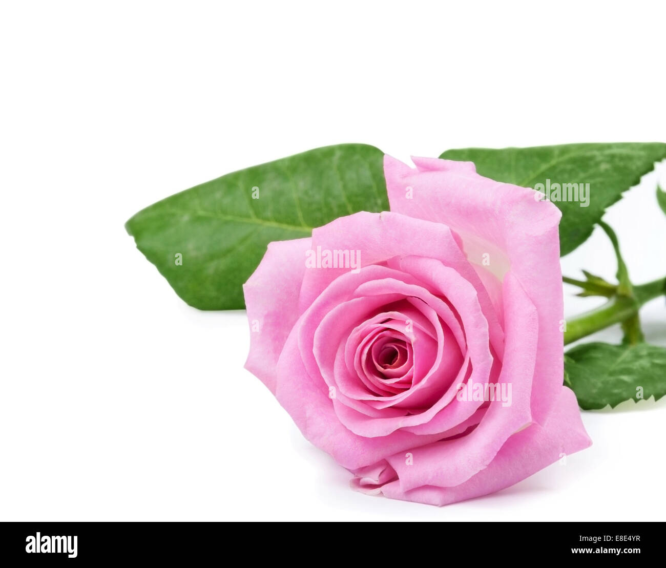 Bloom pink white rose Cut Out Stock Images & Pictures - Alamy