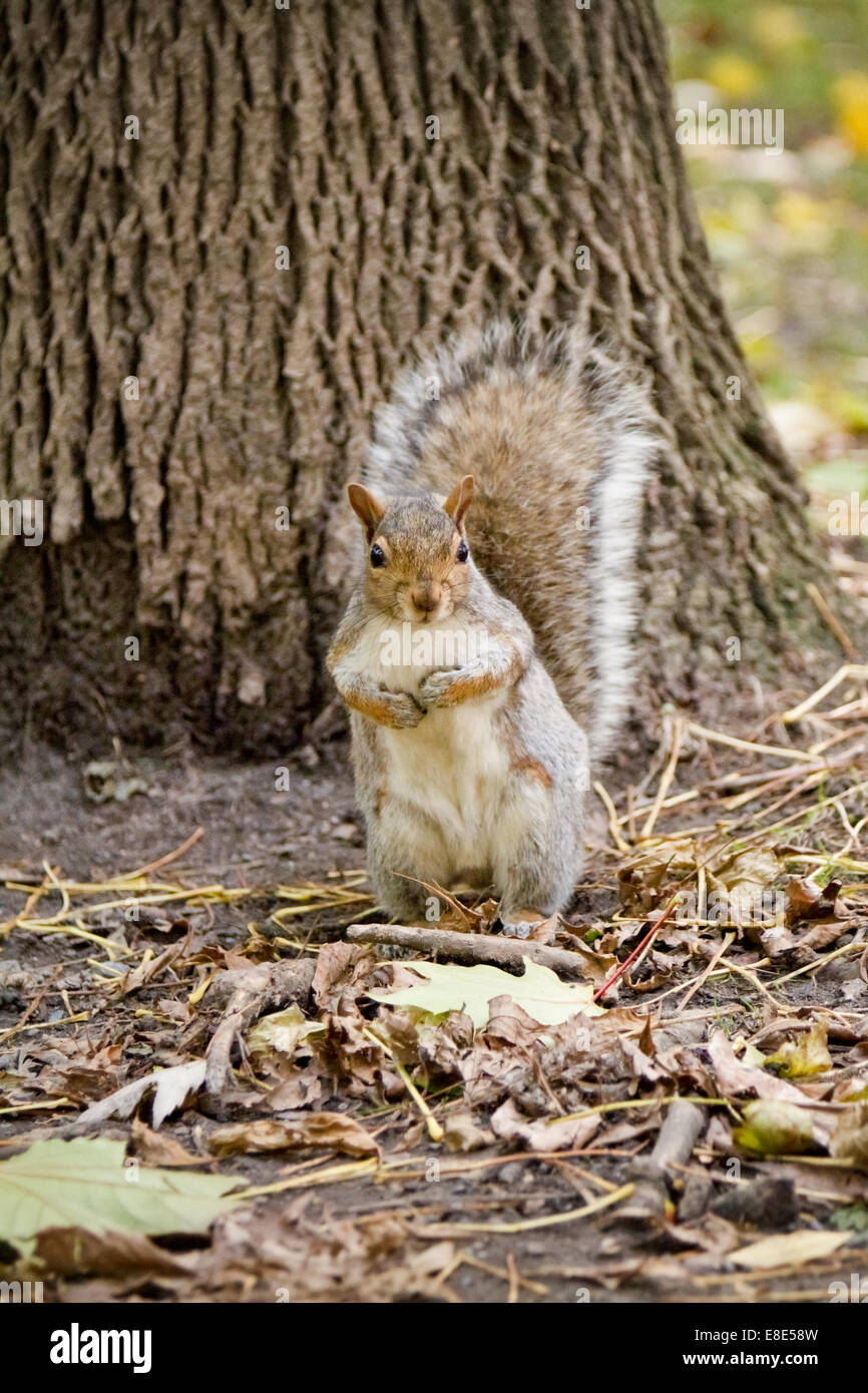 Squirrel in the forest ooking at the camera Stock Photo - Alamy