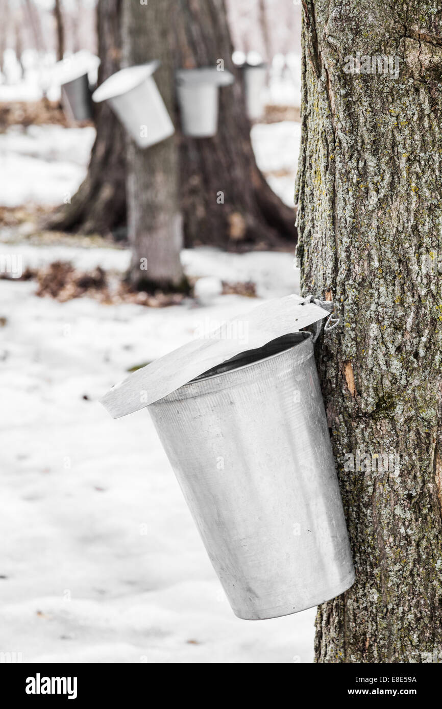Forest of Maple Sap buckets on trees in spring Stock Photo - Alamy