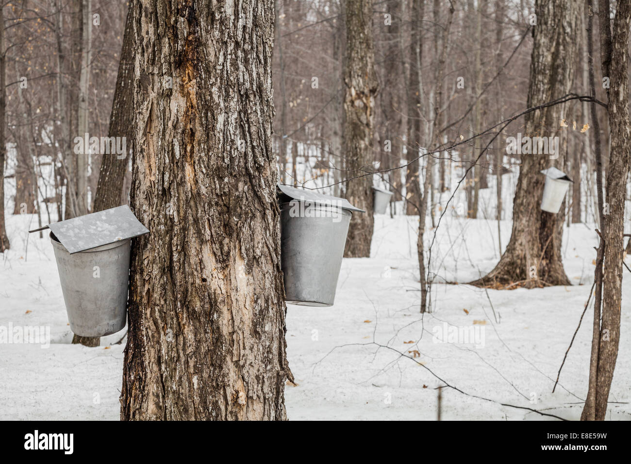 Buckets to collect maple sap hi-res stock photography and images - Alamy