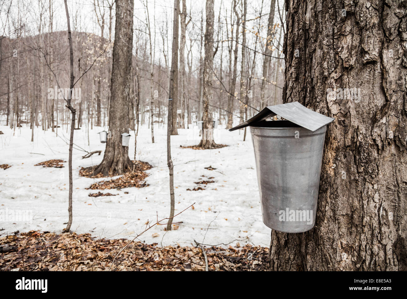 Forest of Maple Sap buckets on trees in spring Stock Photo - Alamy