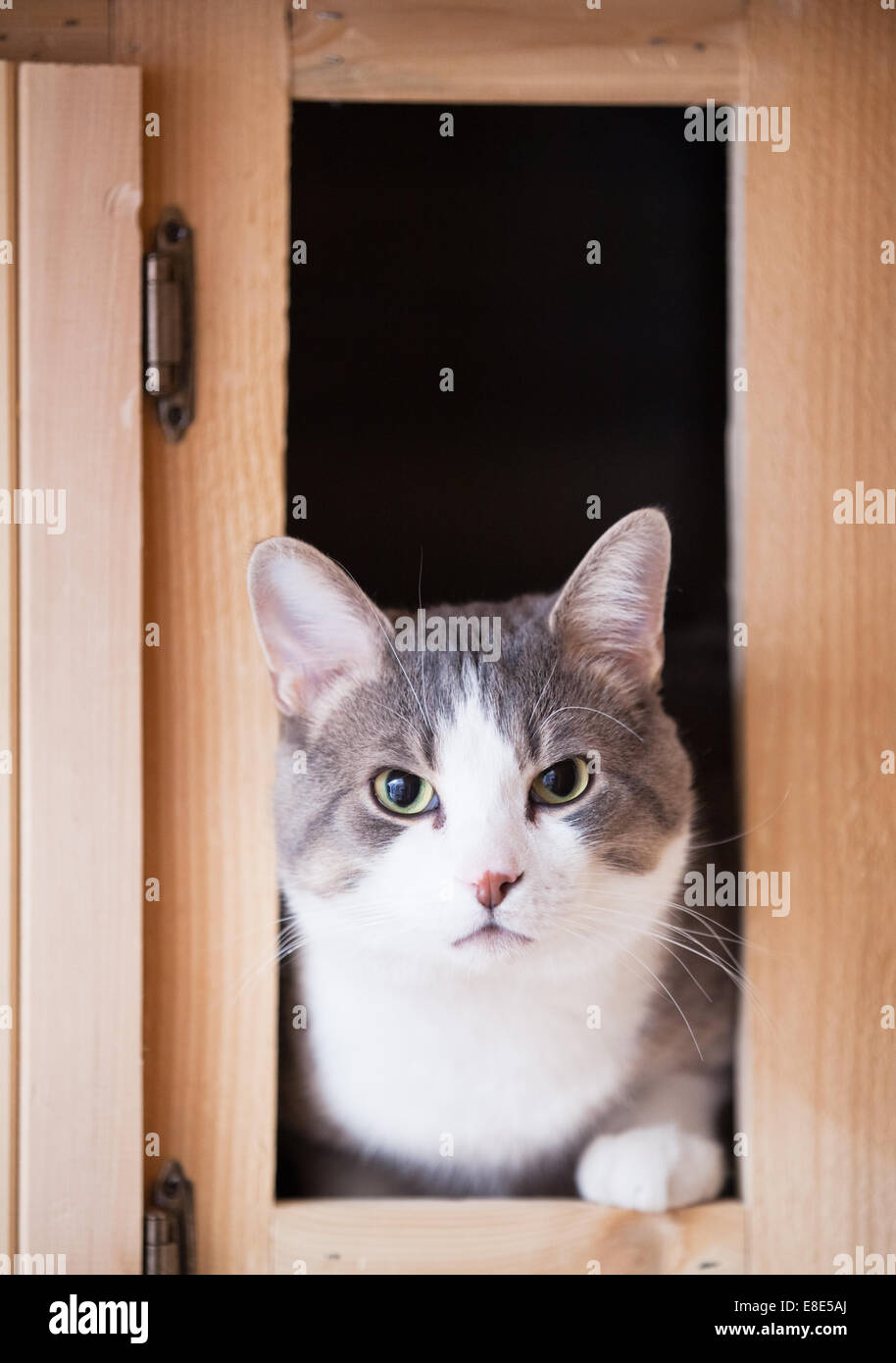 Looking at the camera Stock Photo - Alamy