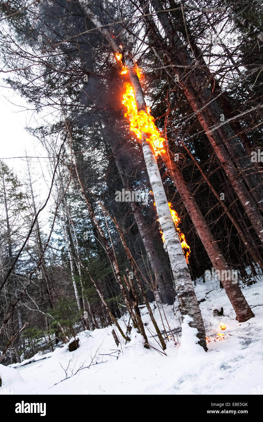 Lightning fire tree hi-res stock photography and images - Alamy