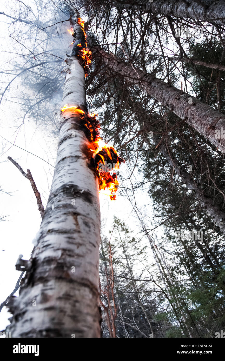 Catching Fire Lightning Tree