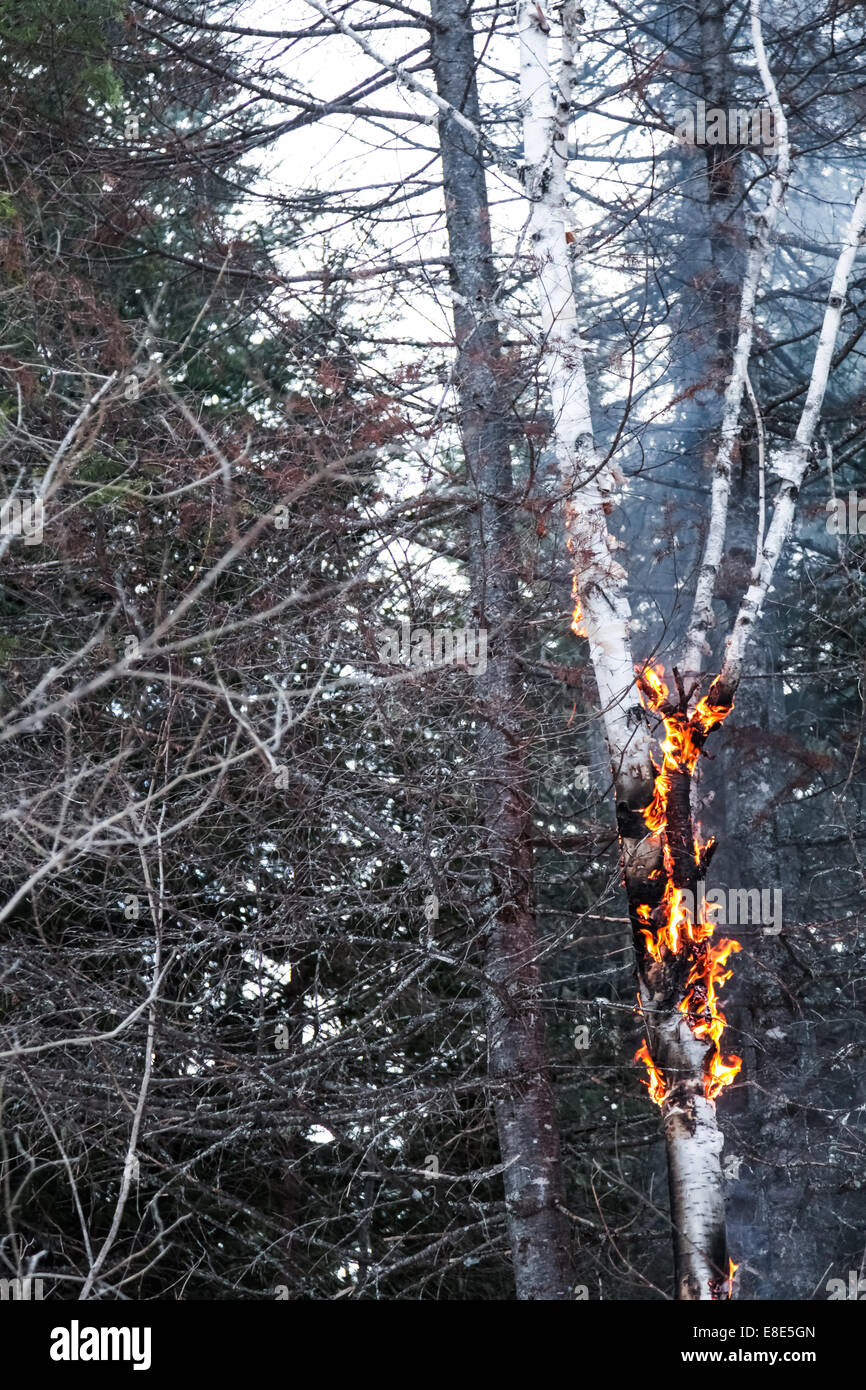 Lightning fire tree hi-res stock photography and images - Alamy
