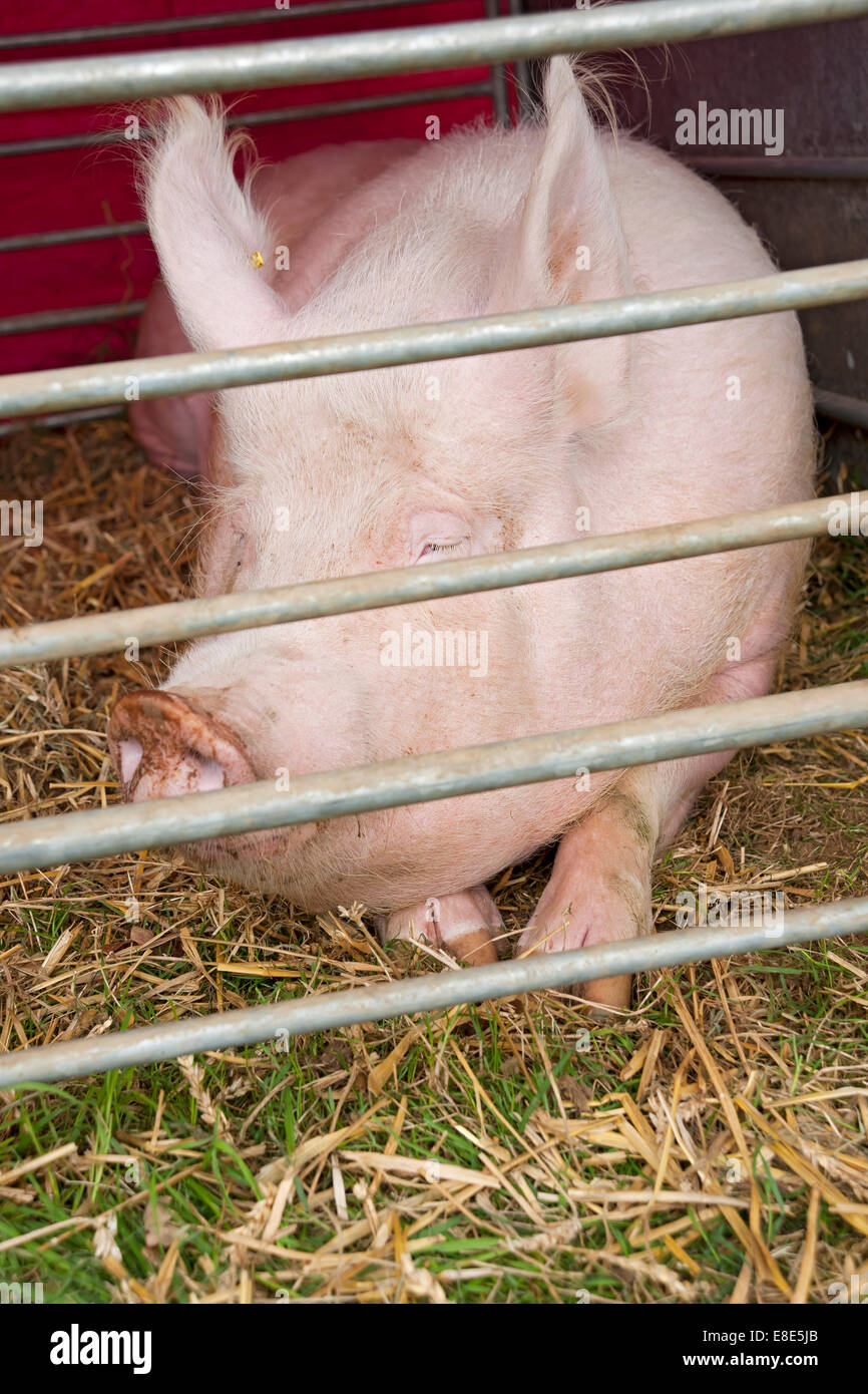 Pig face close up hi-res stock photography and images - Alamy