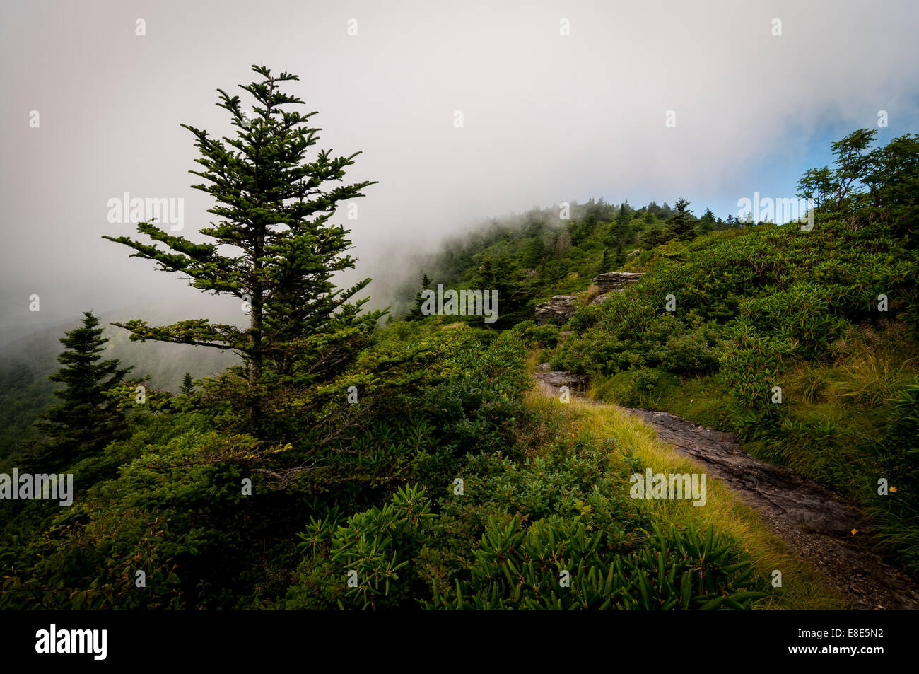 Along the top of Roan Mountain near Grassy Ridge. Roan Mt. has the ...