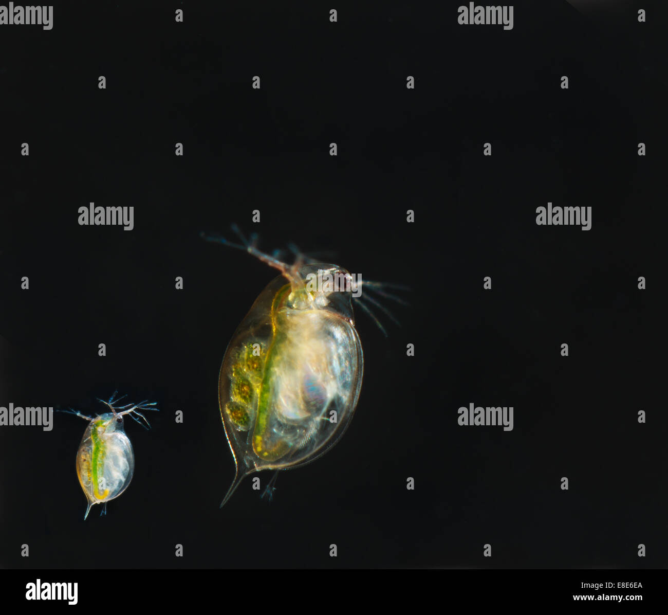 Cyclops sp hi-res stock photography and images - Alamy