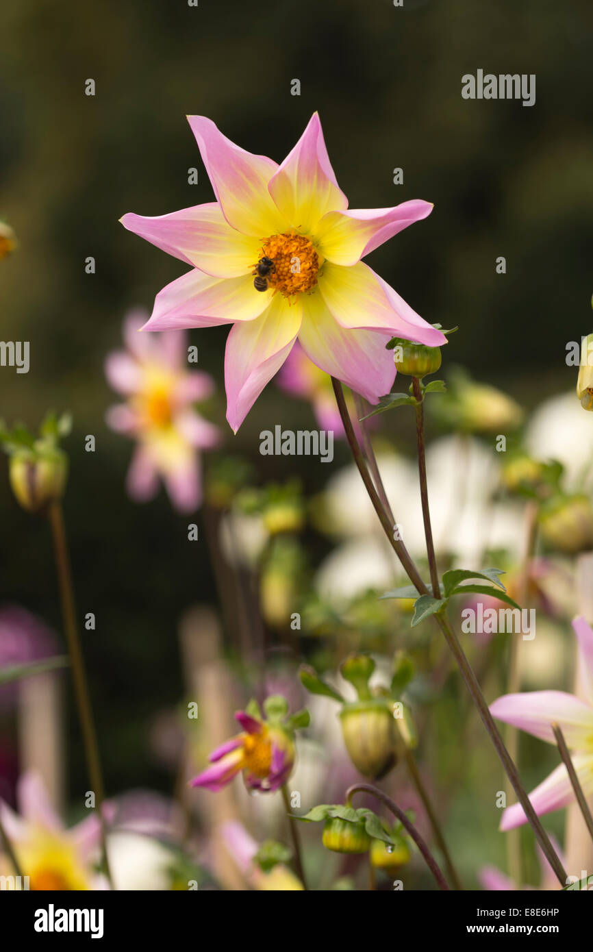 Star shaped dahlia flower with insect Stock Photo - Alamy