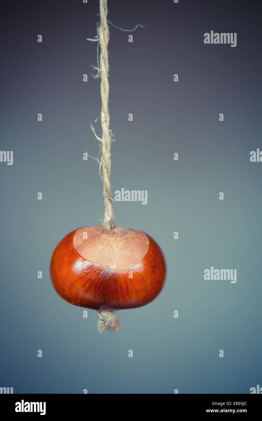 Conkers hi-res stock photography and images - Alamy