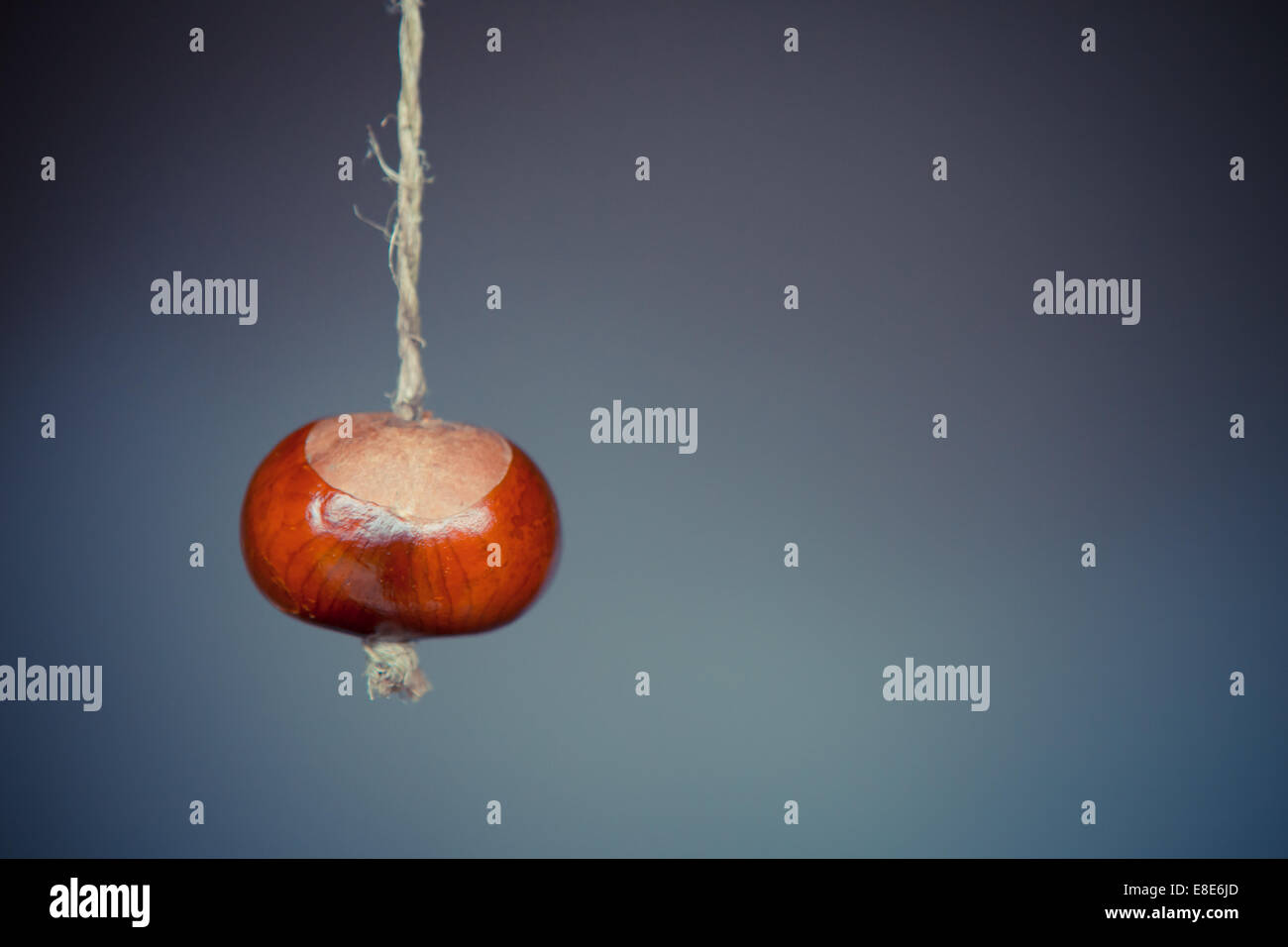 simple close up of a conker on a string with plain autumn background ...