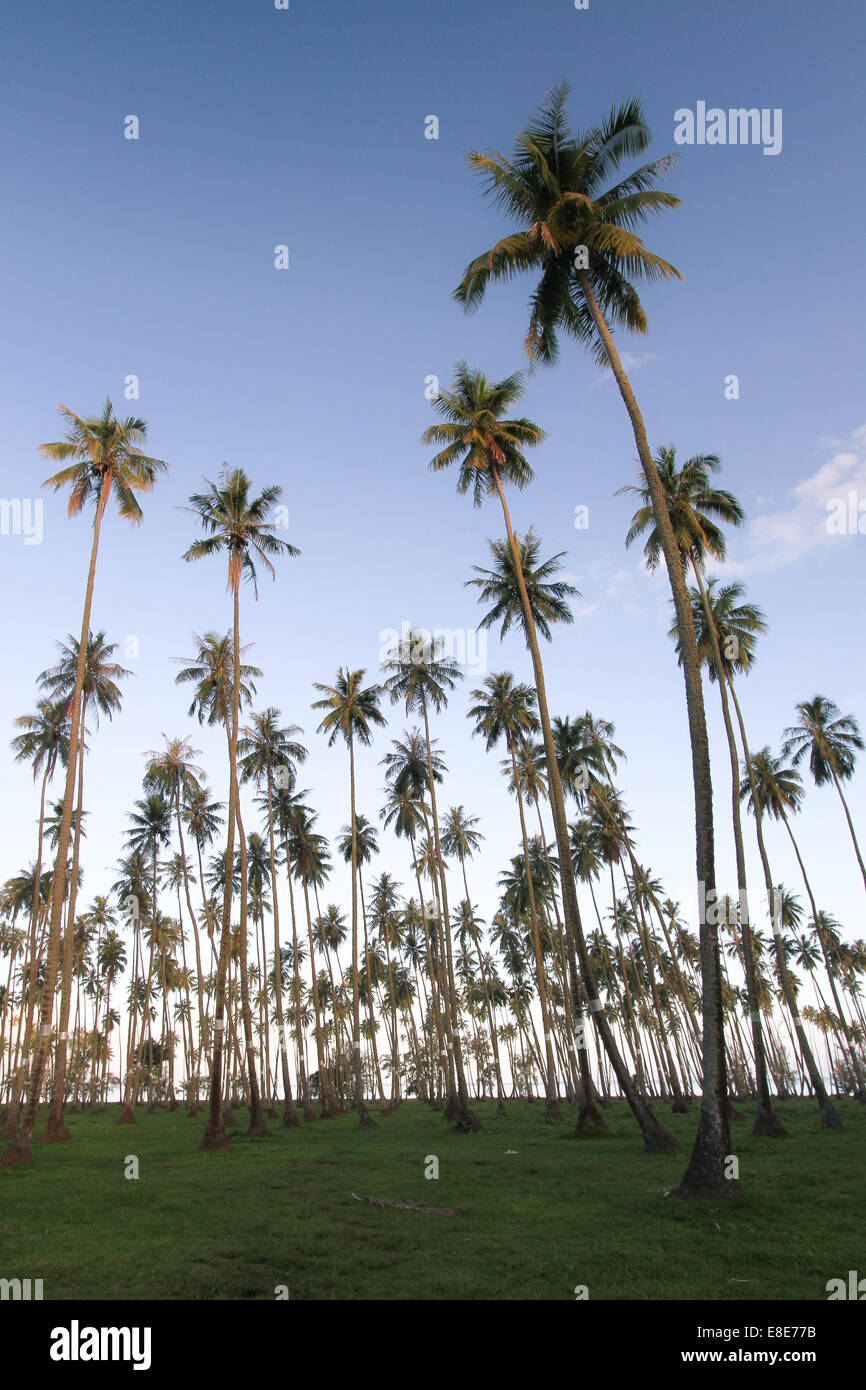 forest of palm trees Stock Photo - Alamy