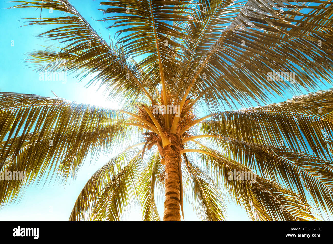 Abstract summer background in vintage style with tropical palm tree ...