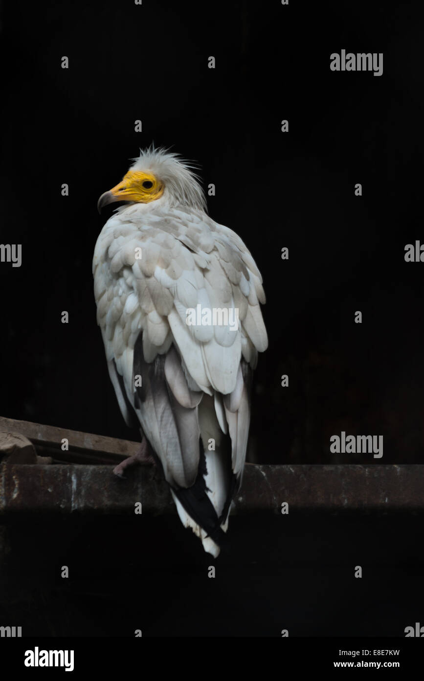 Yellow eyes raptor hi-res stock photography and images - Alamy