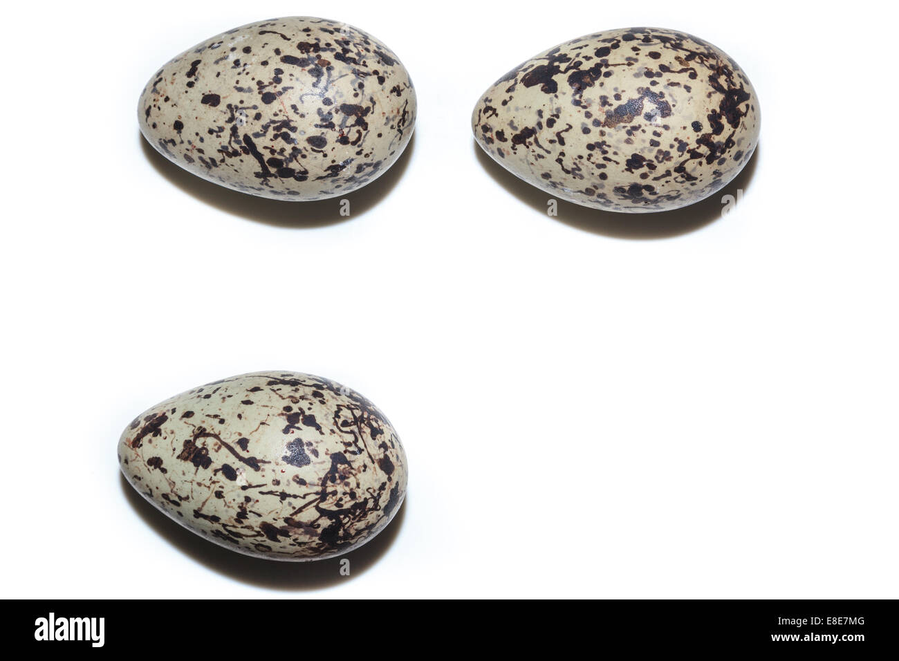 Haematopus ostralegus, Eurasian Oystercatcher. Eggs. The photo was ...