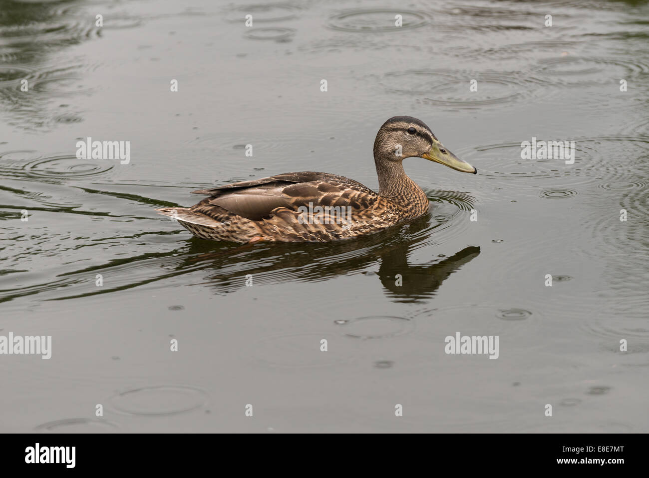 duck swimming in a lake under the rain Stock Photo - Alamy