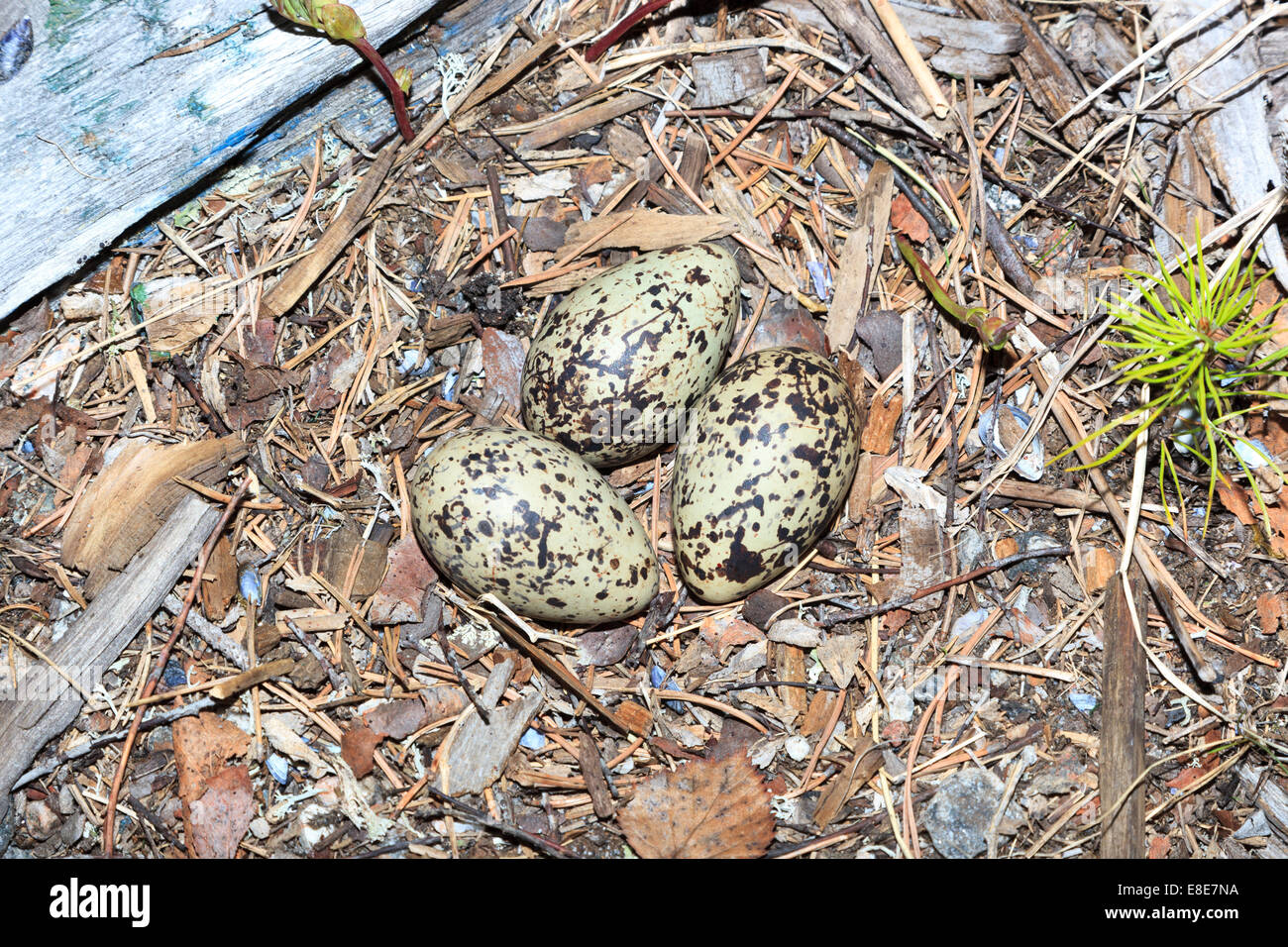 Haematopus ostralegus, Eurasian Oystercatcher. Eggs and nest. The photo ...