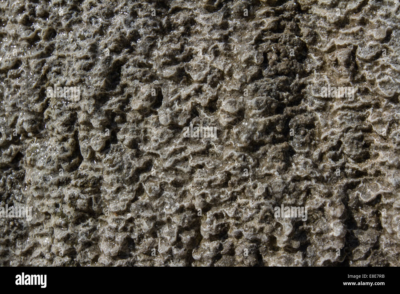 Calcified growth hi-res stock photography and images - Alamy