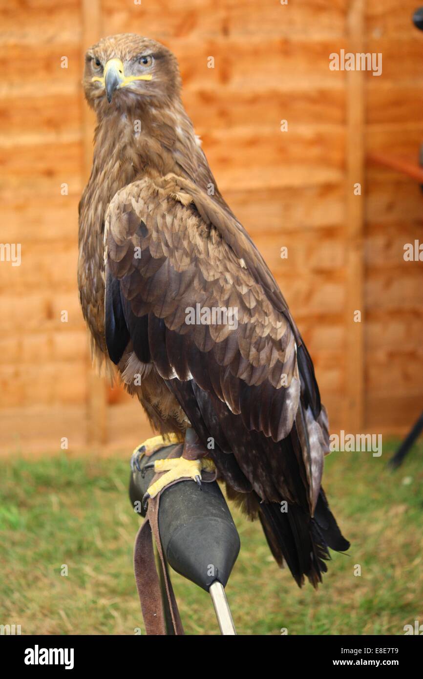 a magnificent golden eagle raptor Stock Photo - Alamy