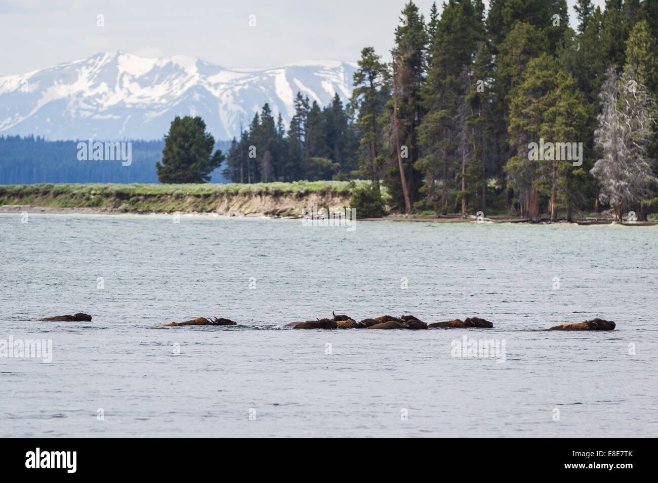 wild bison herd swimming across a river in yellowstone national park ...
