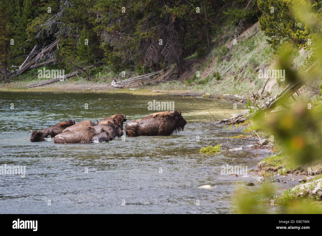 wild bison herd swimming across a river in yellowstone national park ...