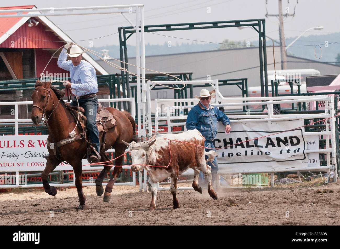 Team steer roping, Sundre Pro Rodeo, Sundre, Alberta, Canada Stock ...