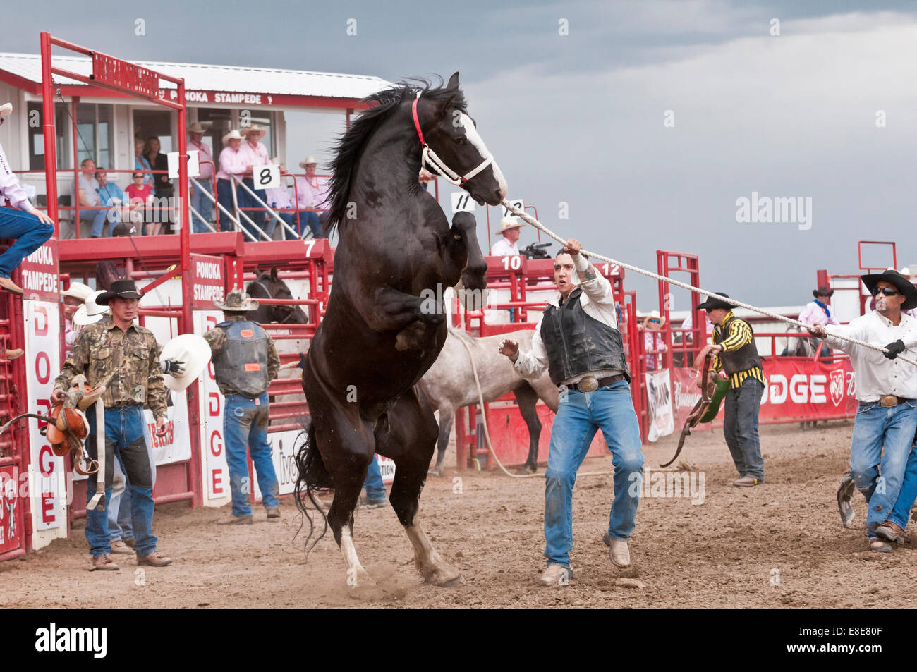Wild horse round-up, Ponoka Stampede, rodeo, Ponoka, Alberta, Canada ...