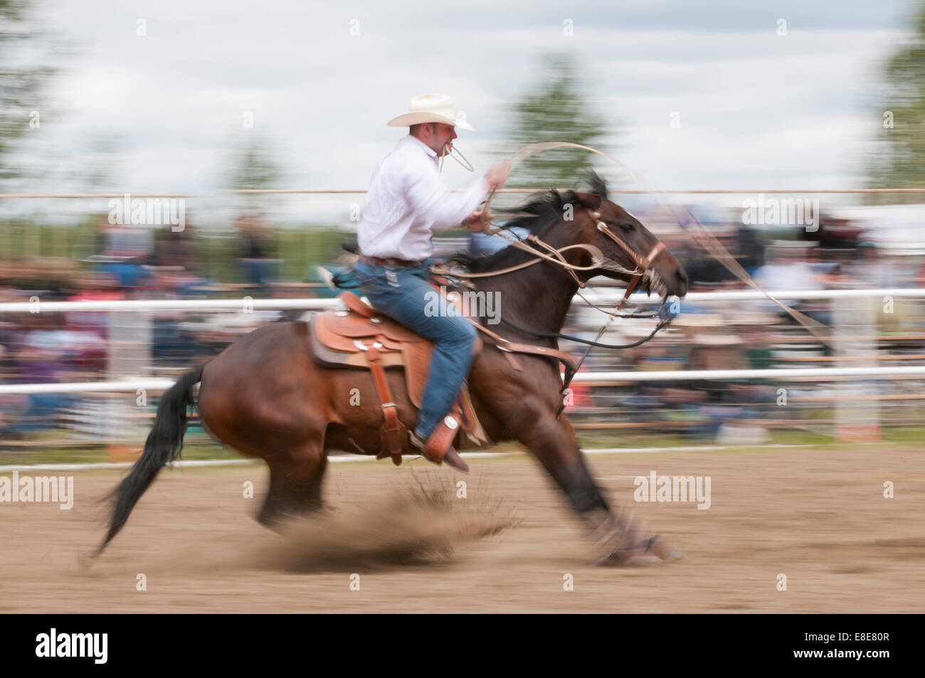 Calf roping, motion blur, Caroline Stampede, rodeo, Caroline, Alberta ...