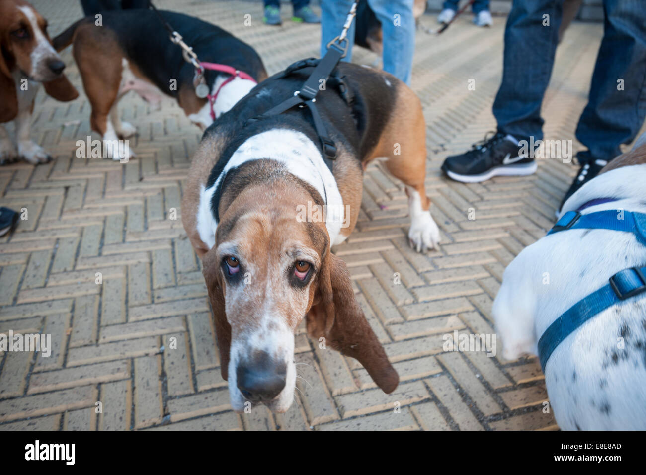 Basset hounds family hi-res stock photography and images - Alamy