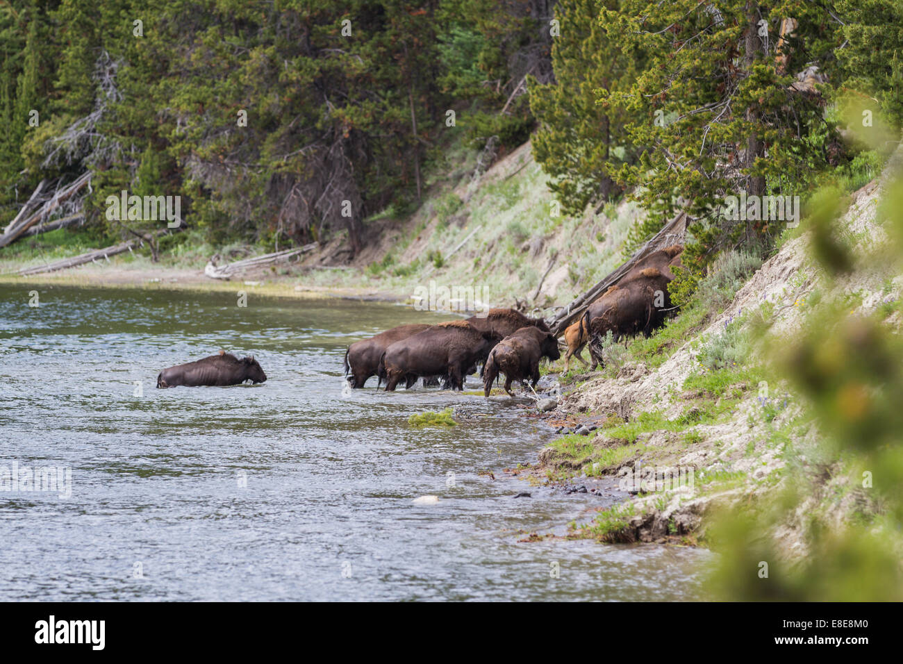 wild bison herd swimming across a river in yellowstone national park ...