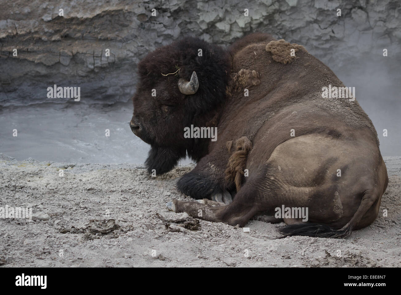 male american buffalo near a mud volcano in yellowstone national park ...