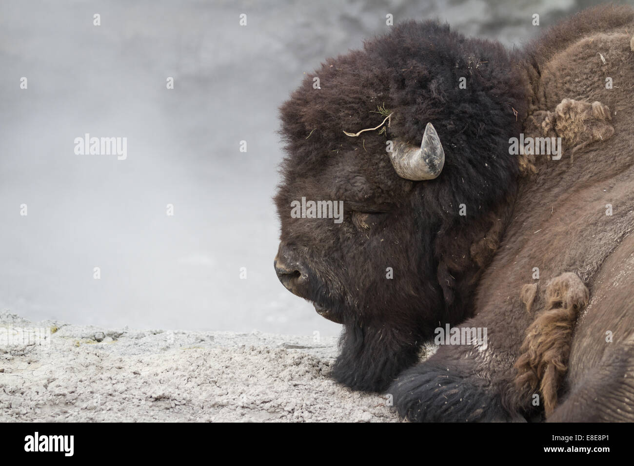 male american buffalo near a mud volcano in yellowstone national park ...