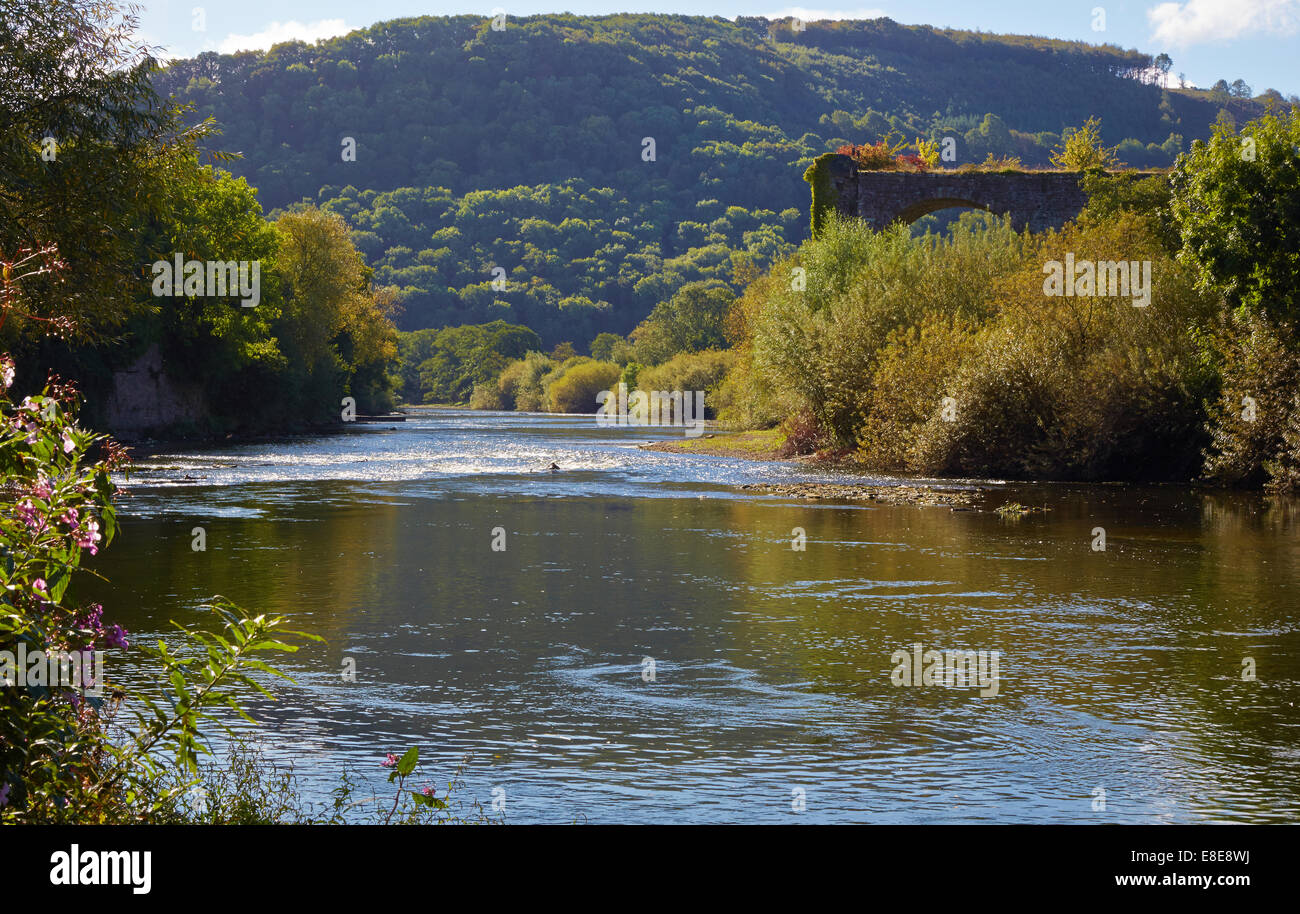 Ruined viaduct by the River Wye near Monmouth Wales Stock Photo - Alamy