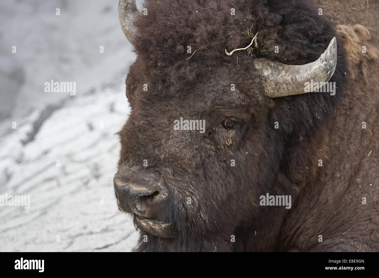 male american buffalo near a mud volcano in yellowstone national park ...