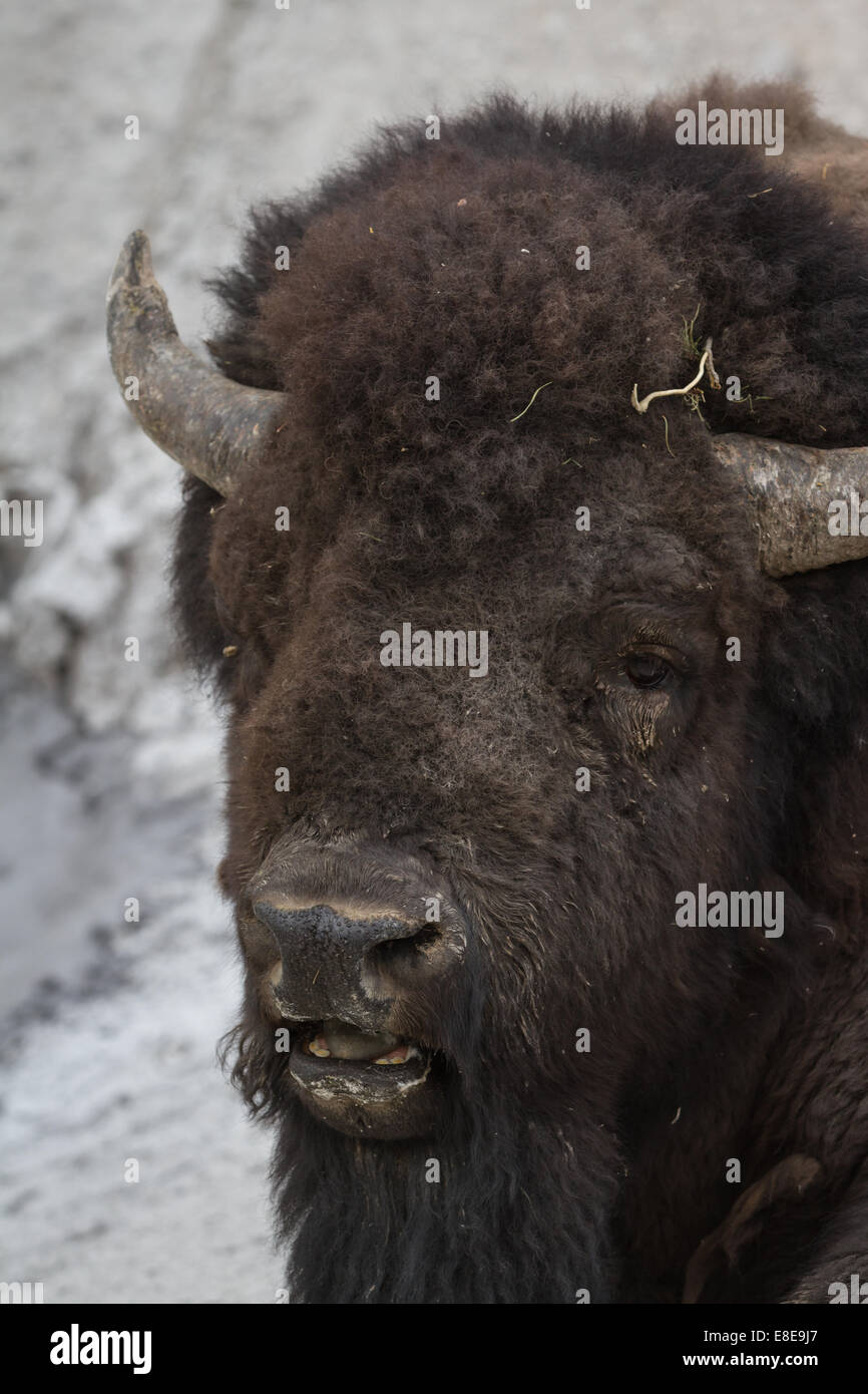 male american buffalo near a mud volcano in yellowstone national park ...