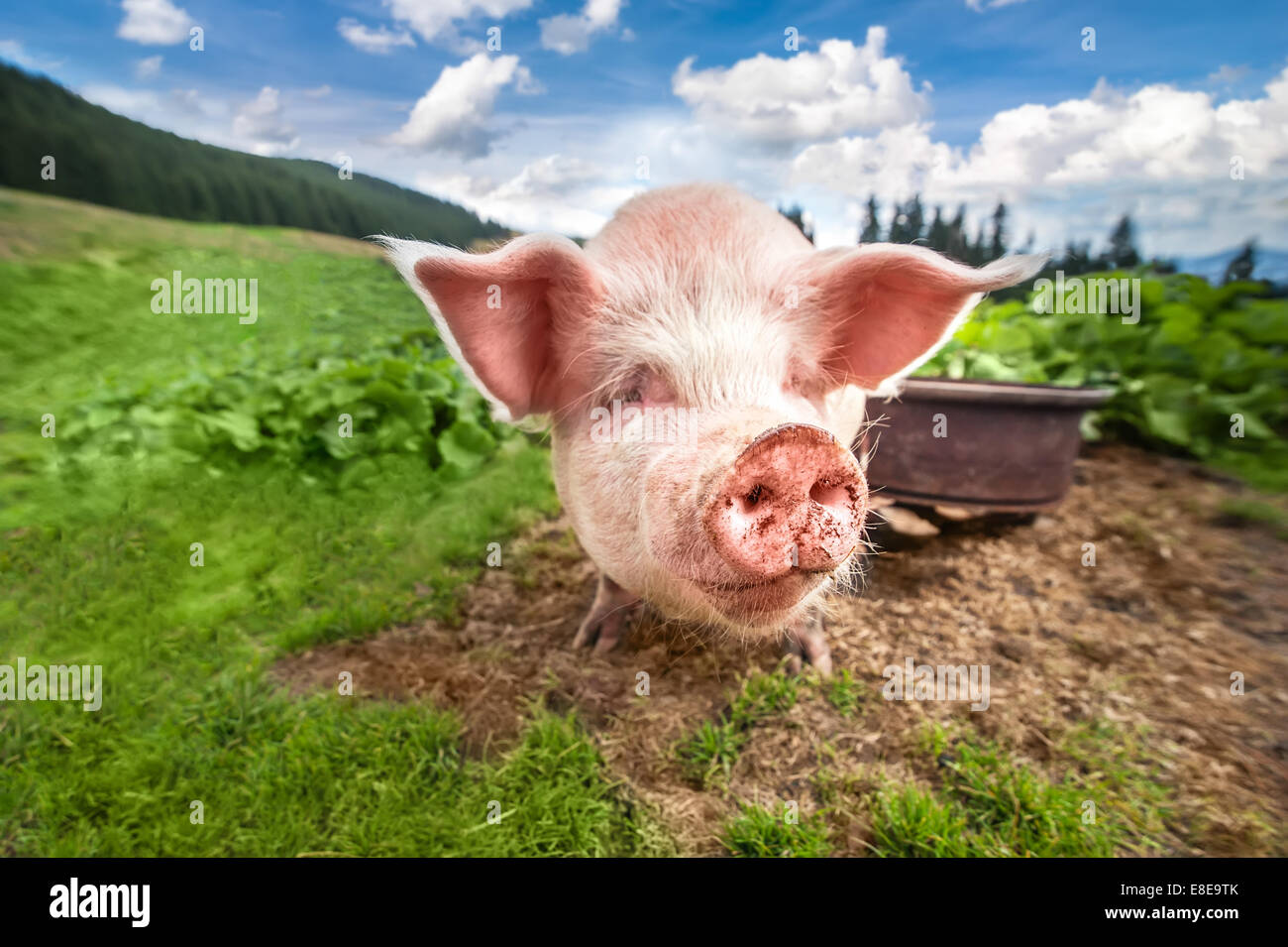 Cute pig grazing at summer meadow at mountains pasturage under blue sky ...