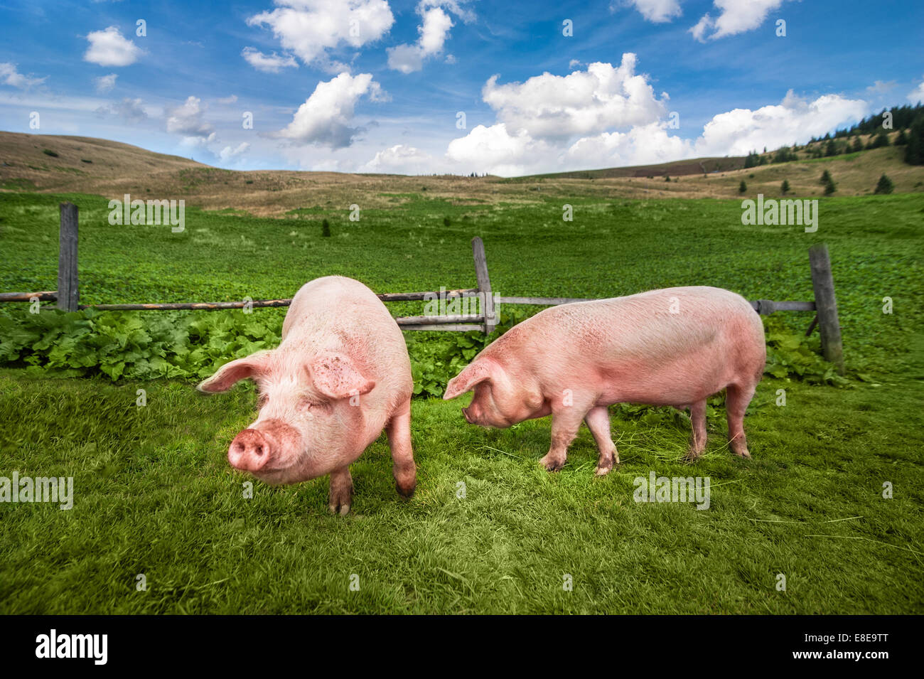Cute pigs grazing at summer meadow at mountains pasturage under blue ...