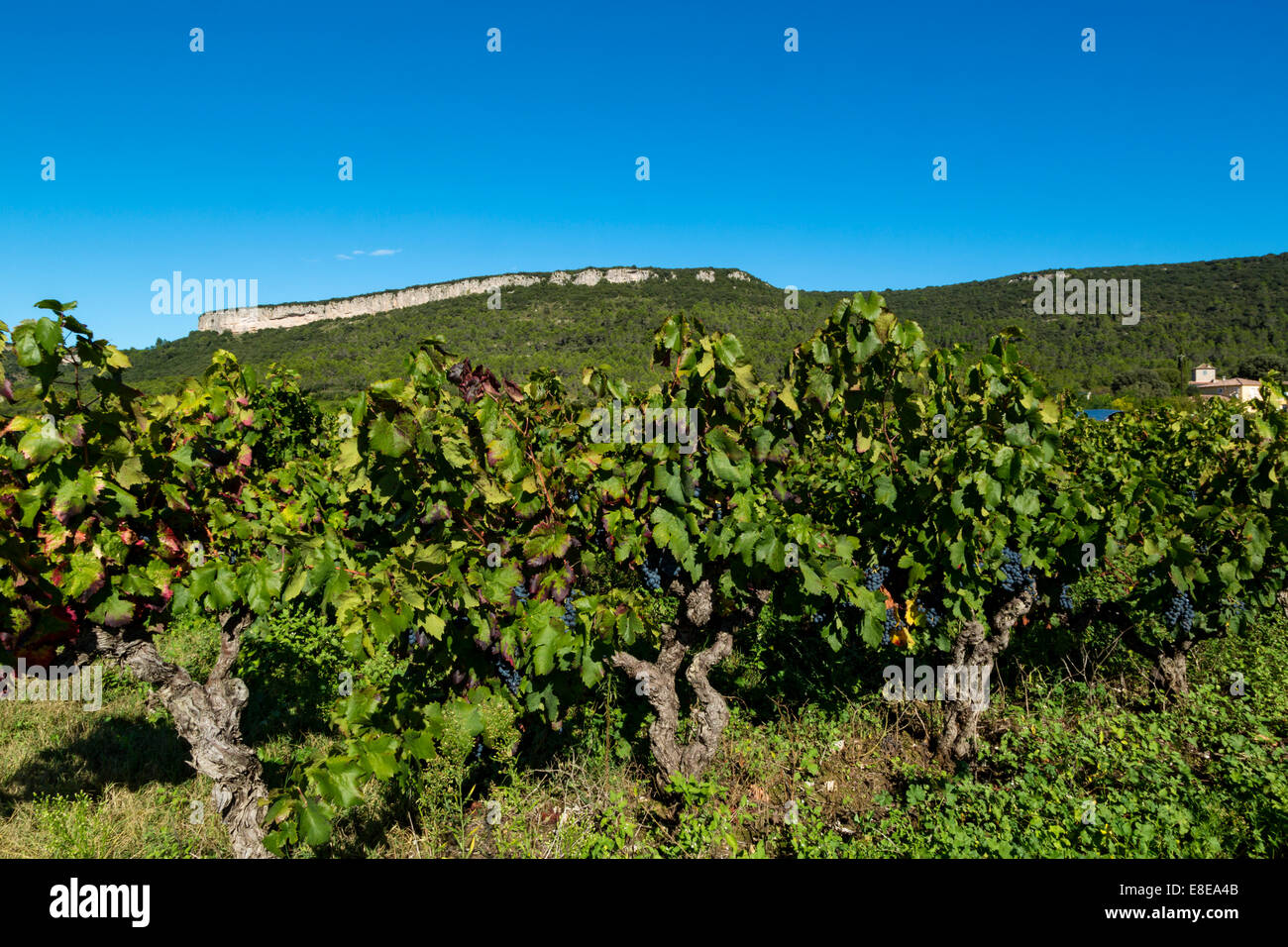 French countryside languedoc hi-res stock photography and images - Alamy