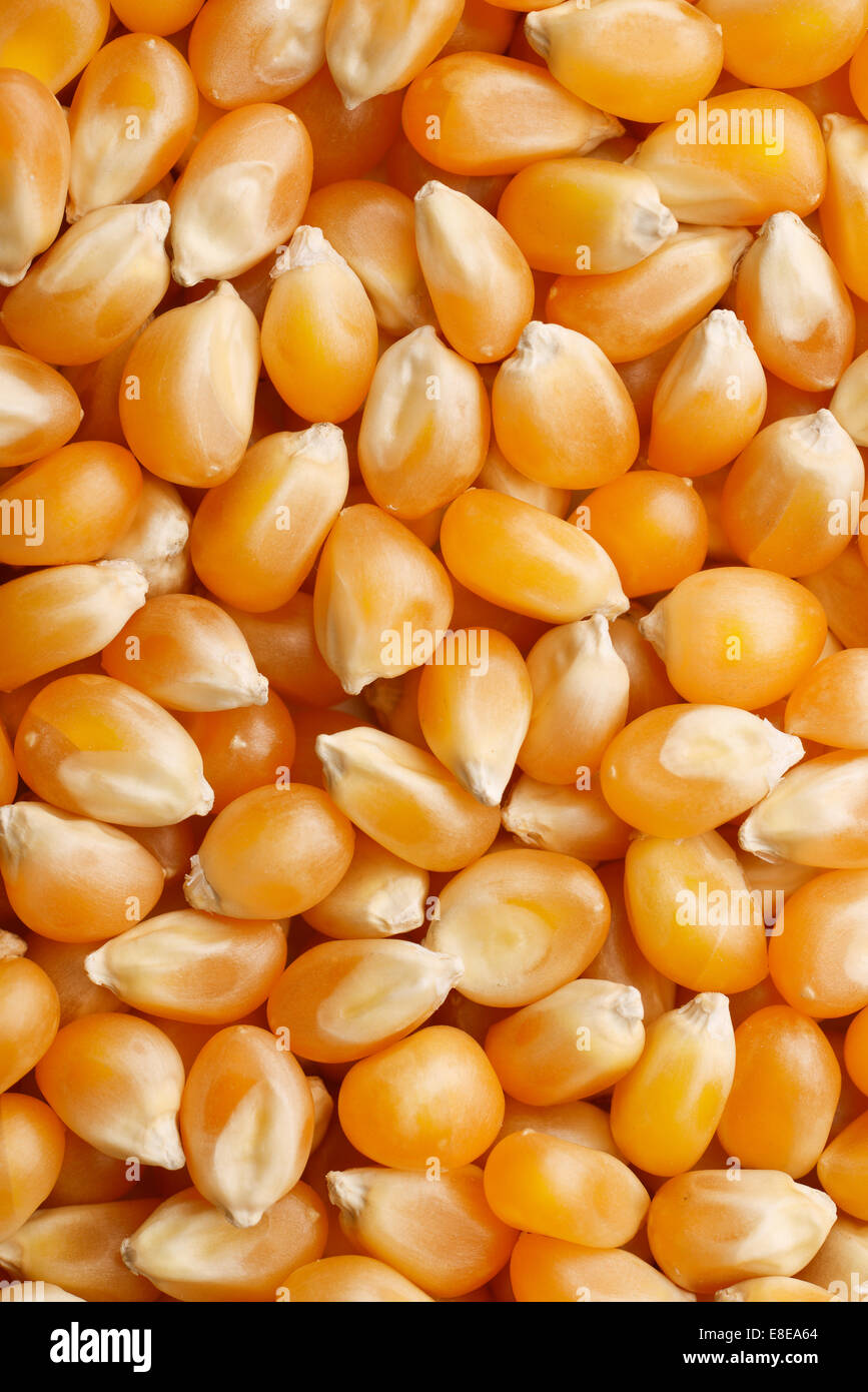 Shelled corn hi-res stock photography and images - Alamy