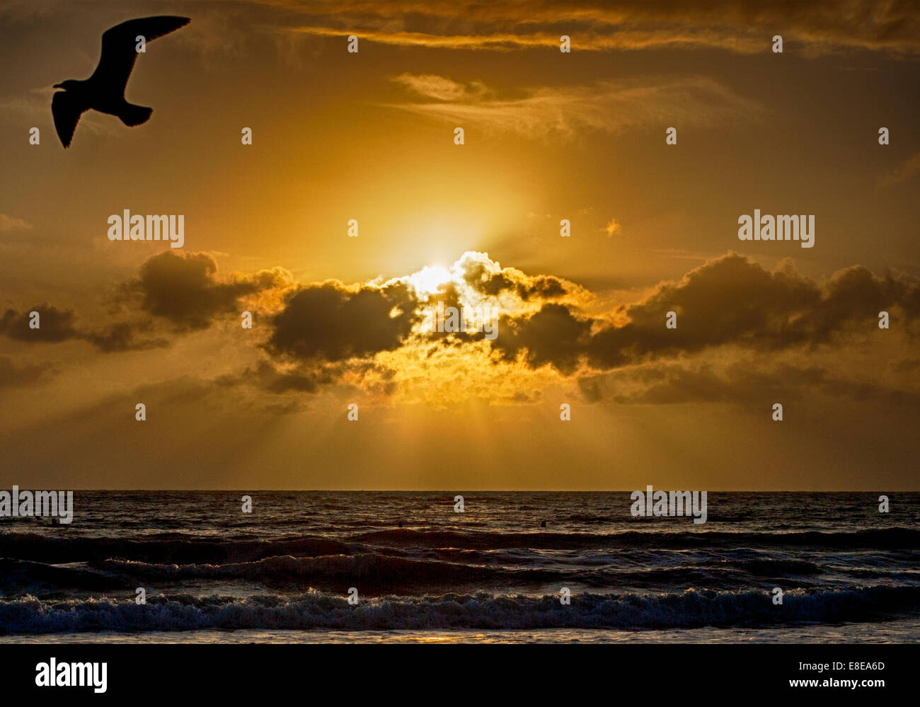 Seagul hi-res stock photography and images - Alamy