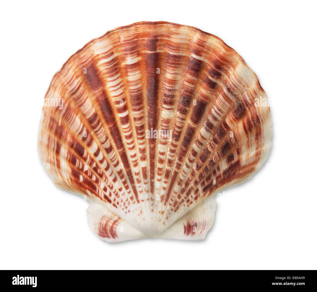 Sea Shell Cut Out Stock Photos & Sea Shell Cut Out Stock Images - Alamy