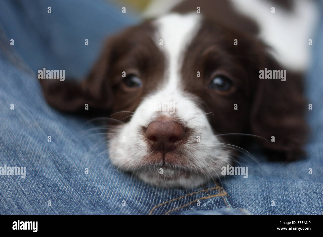Very cute young liver and white working type english springer spaniel ...