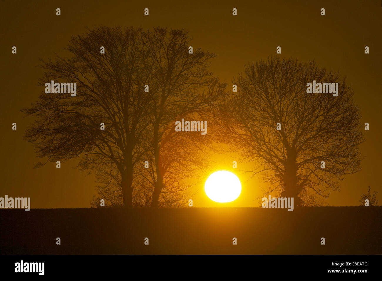 sunset with trees Stock Photo - Alamy