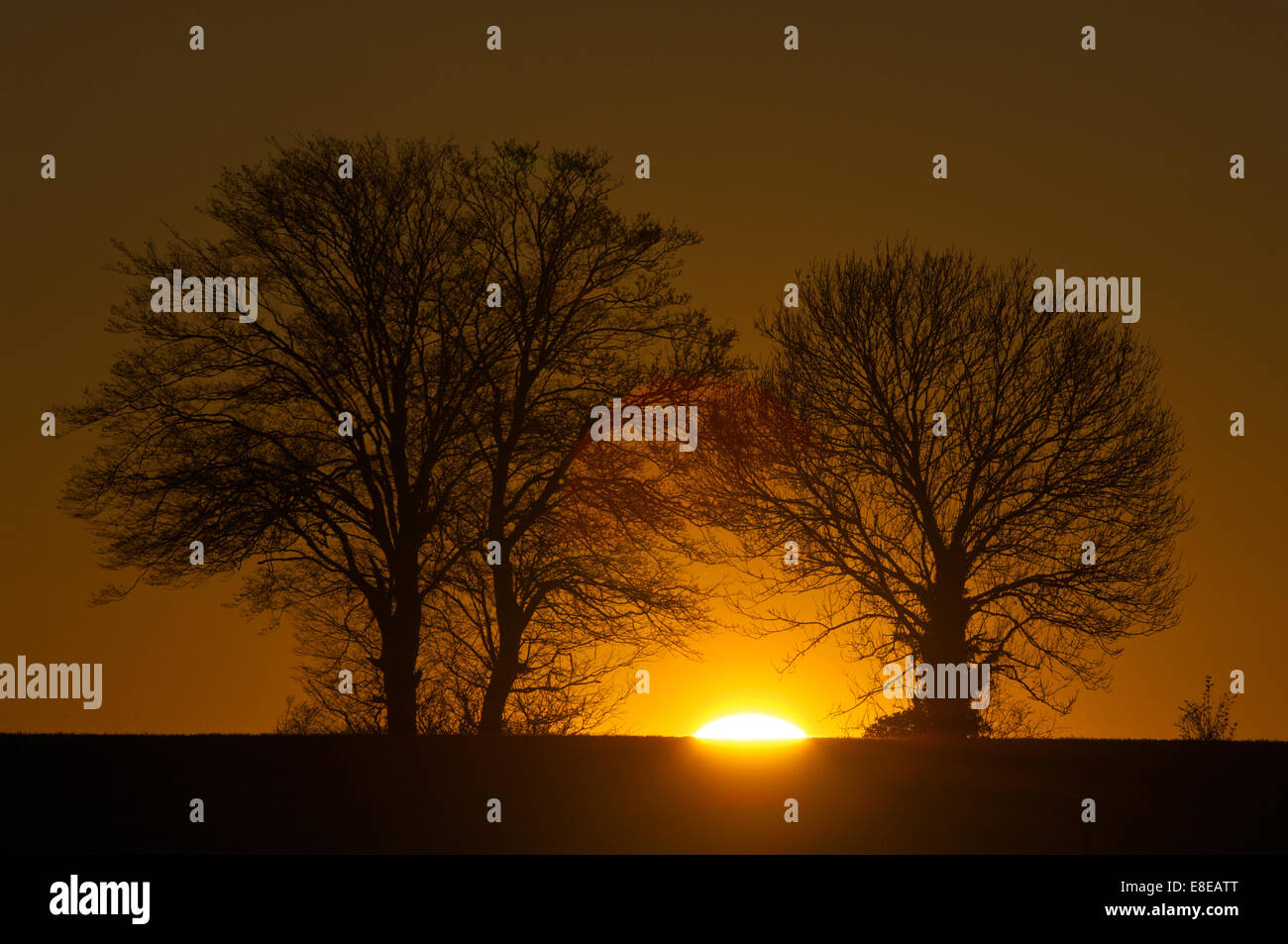 Artistic trees hi-res stock photography and images - Alamy